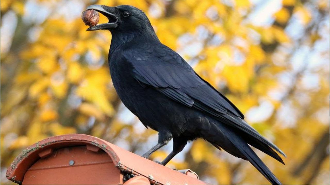 O ASSUSTADOR CANTO DO CORVO 🦅 CORVO CANTANDO - YouTube