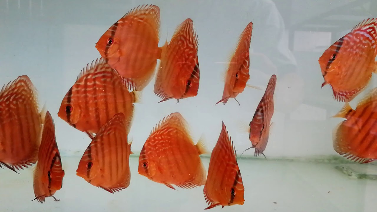 5 months old discus juvenile - YouTube