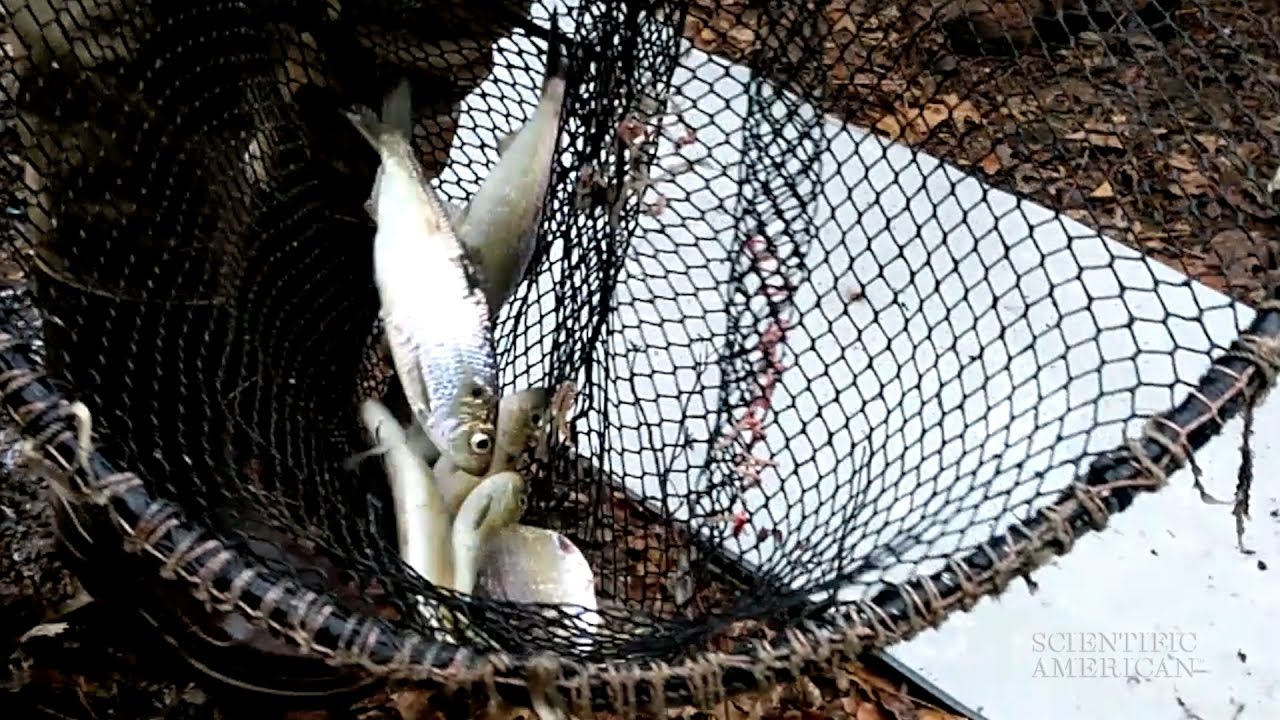 400 Fish Released into the Revitalized Bronx River - YouTube