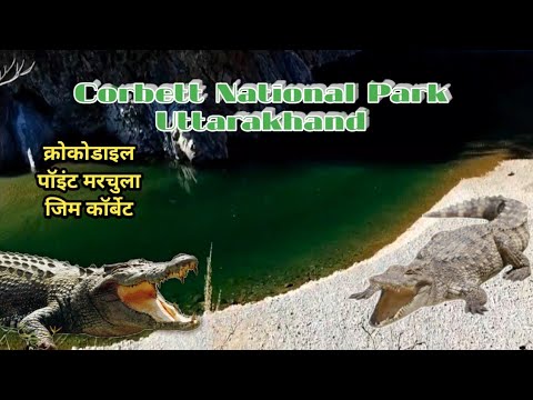 CROCODILE POINT IN MARCHULA 🐊 | उत्तराखंड रामगंगा नदी | Jim Corbett ...