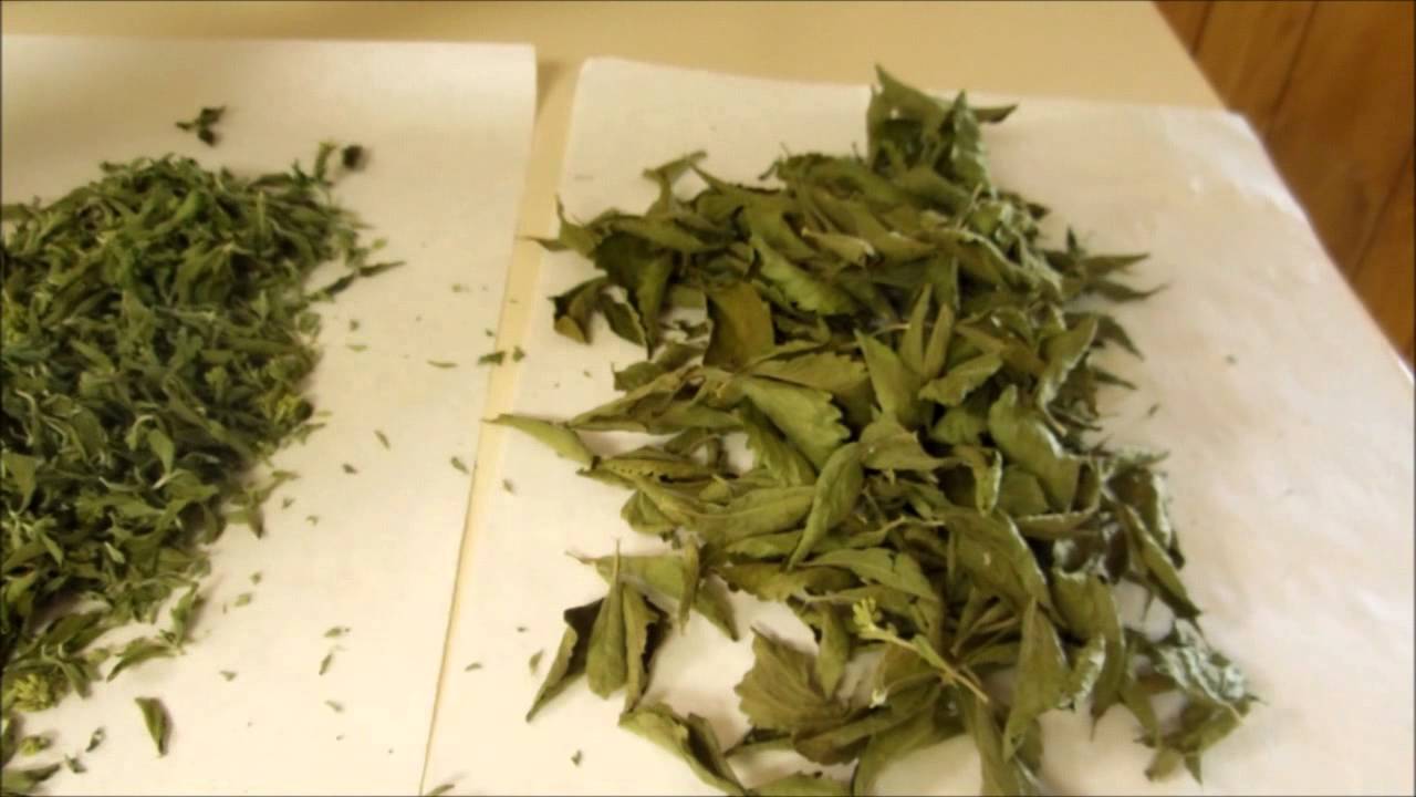 Stevia drying for storage - YouTube