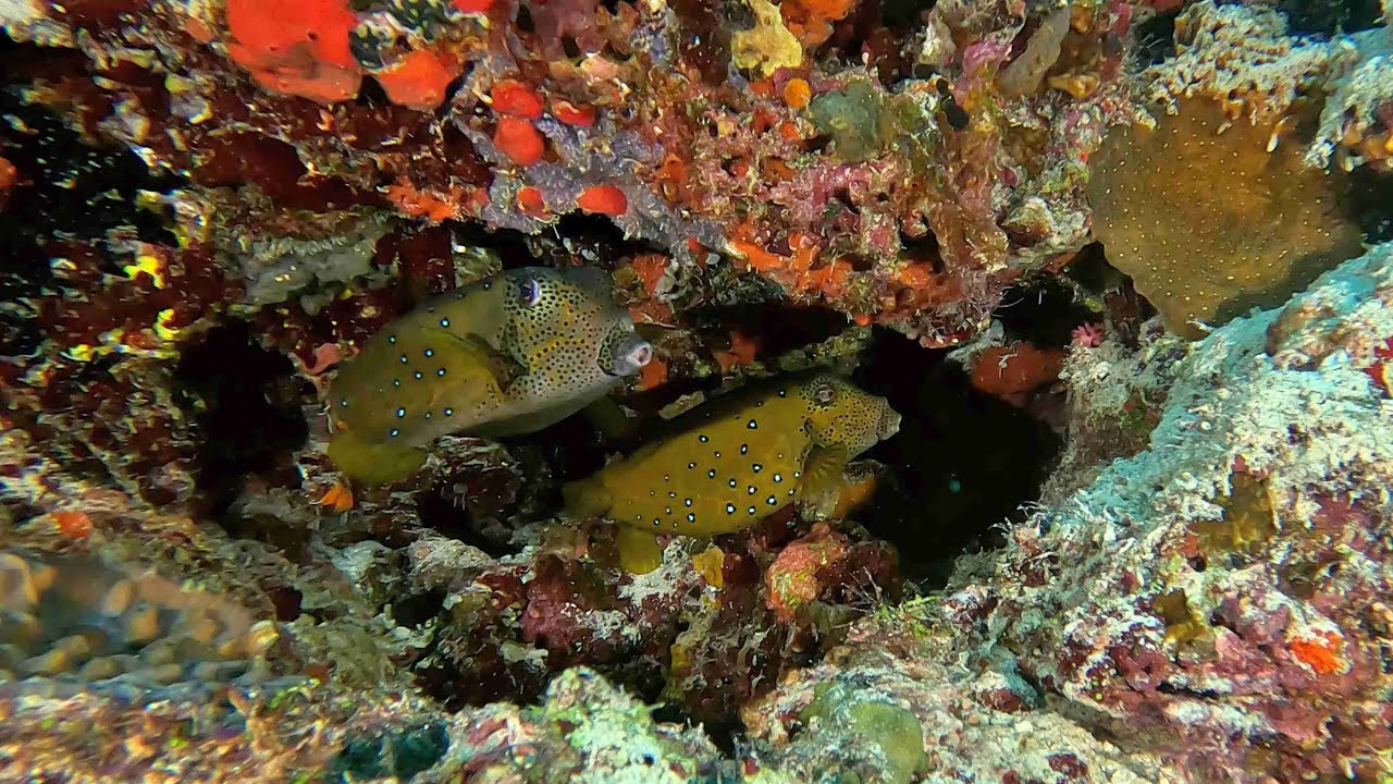 2023 Bandos 01 Diving Maldives Bandos House Reef North Male Atoll HD ...