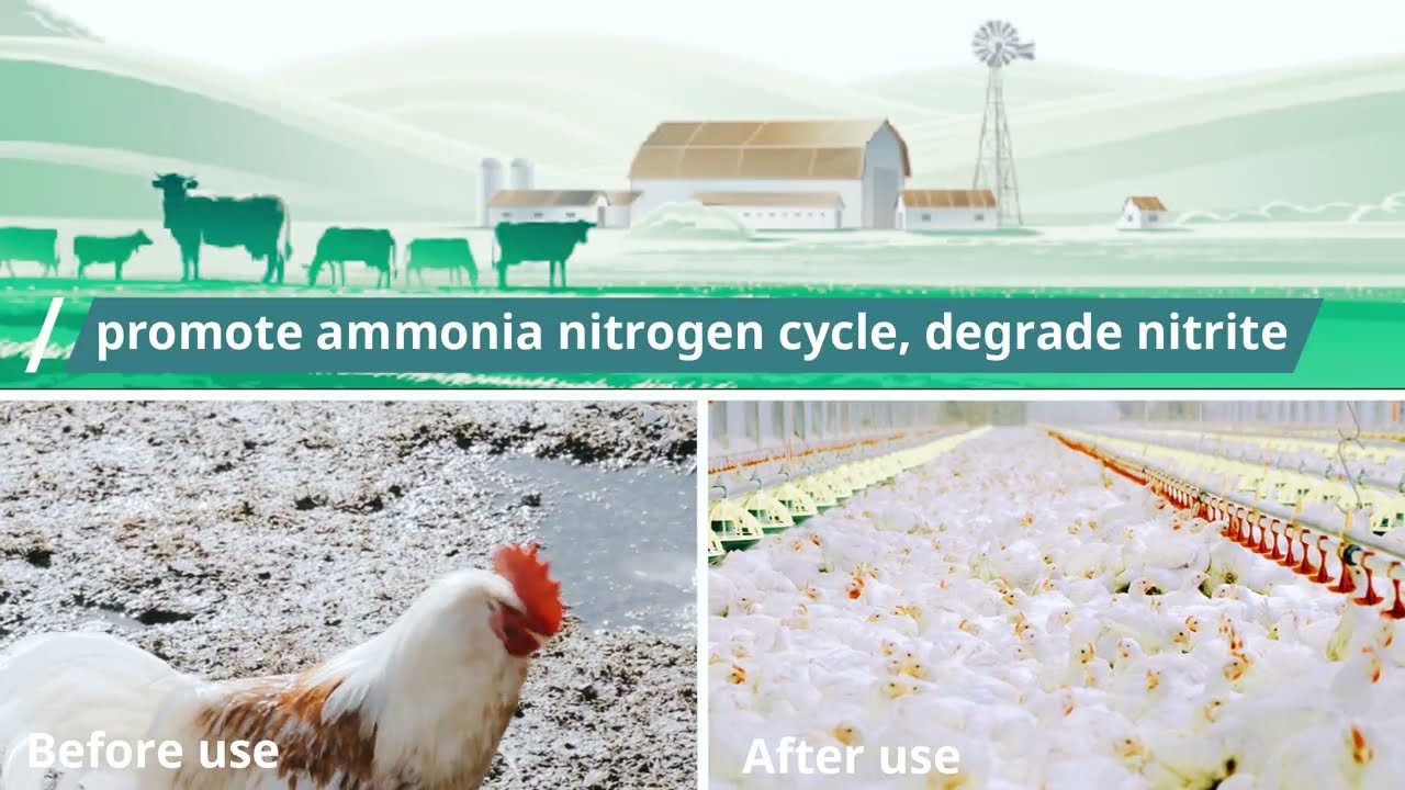 Introduction and function of bacillus subtilis - YouTube