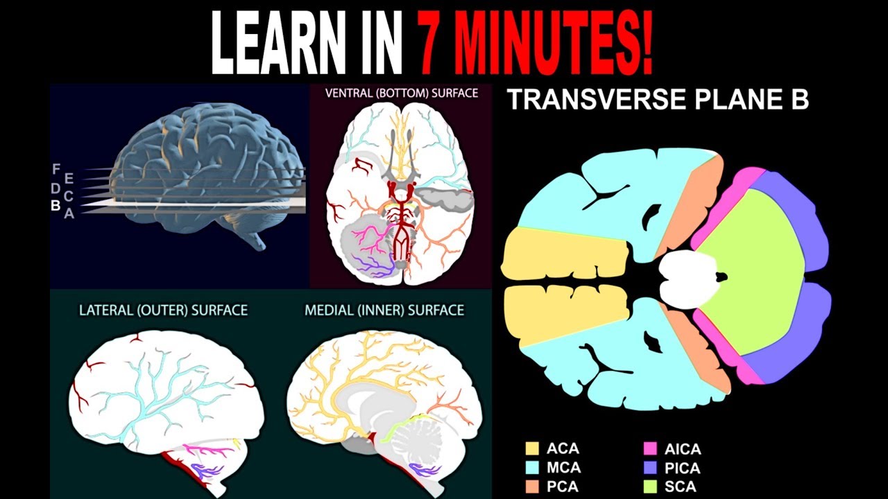 VASCULAR SUPPLY OF BRAIN - learn in 7 minutes! - YouTube