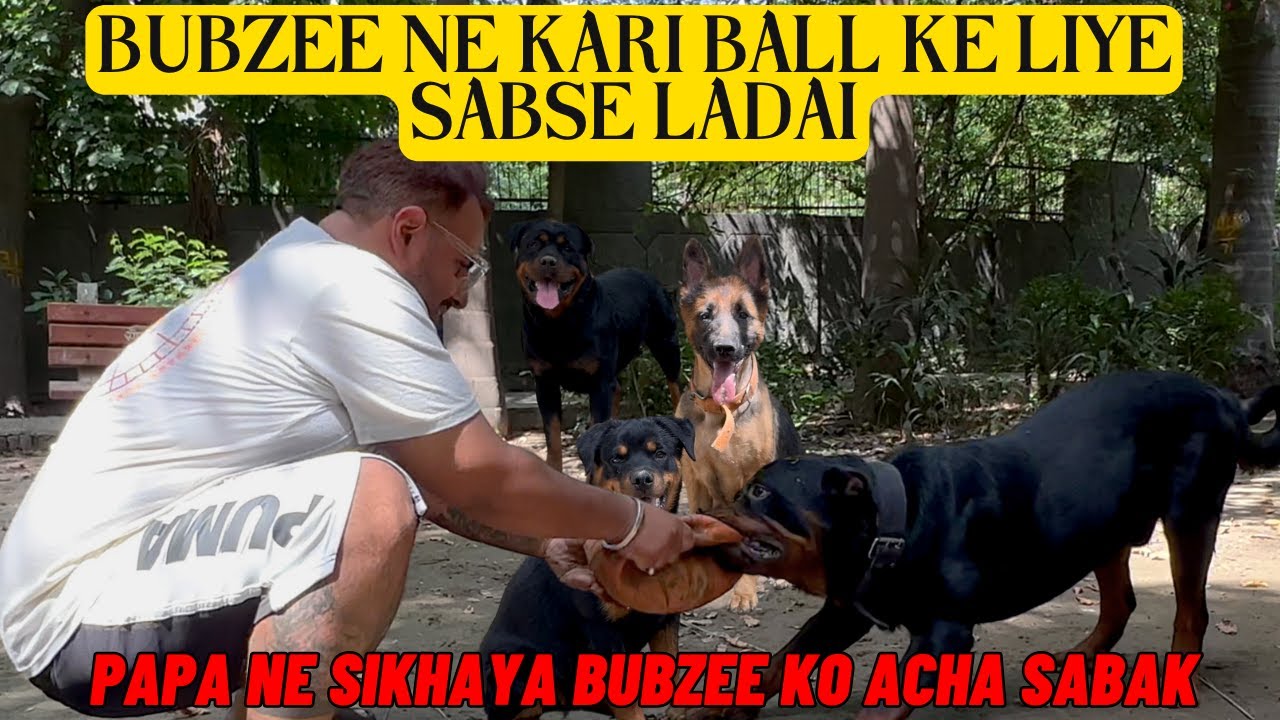 Bubzee Ne Kiya Bawaal - Fight Hogayi Aaj Lady Ollie & Bubzee Ki. #dogs ...