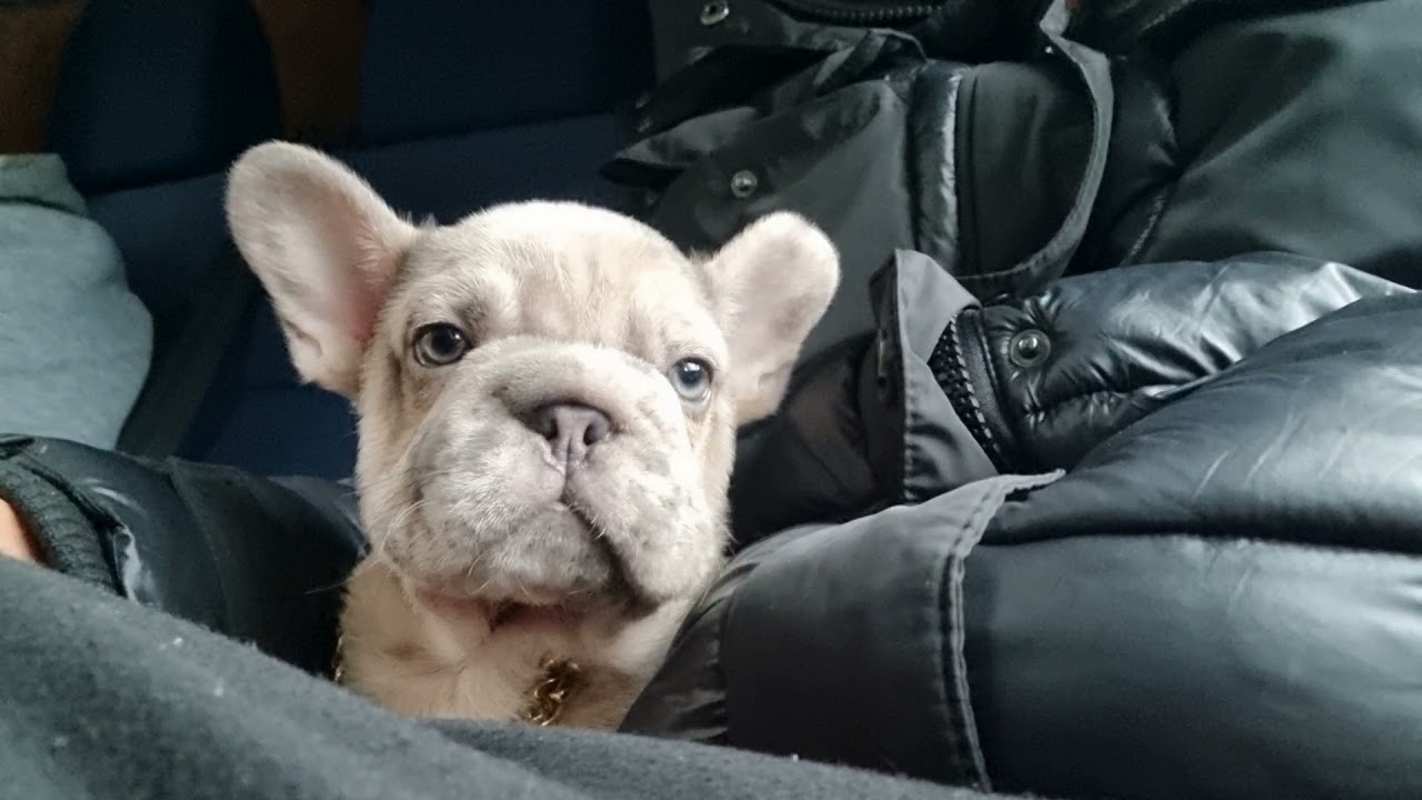 Bigropefrenchie Big Rope French Bulldog big rope bulldogs YouTube bigropefrenchie-big-rope-french-bulldog-big-rope-bulldogs-youtube