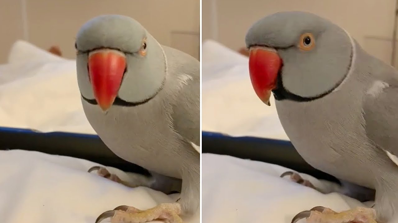 Smart parrot loves to play peek-a-boo with his owner - YouTube