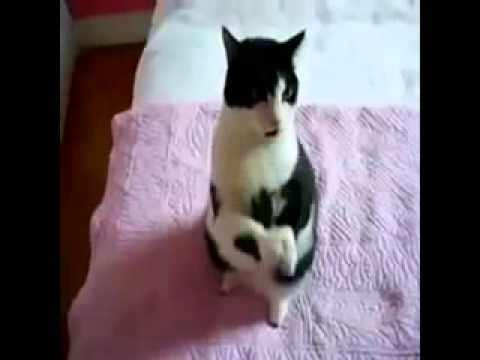 chat marrant - OSCAR DU MEILLEUR CHAT - YouTube