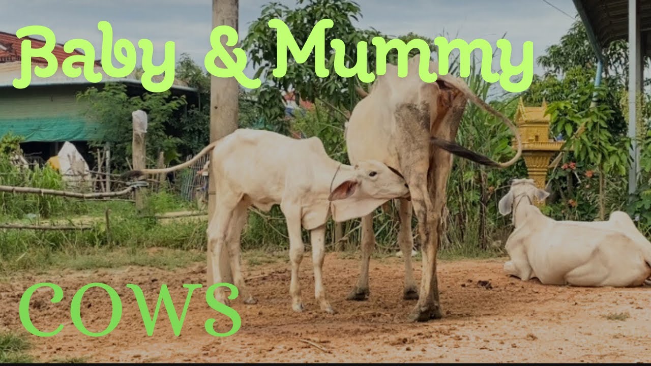 Baby and Mummy Cows #cow #amazing #animals #farming #domesticcows# ...