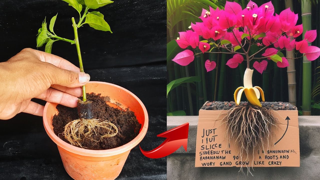 Propagating roses with potatoes is very simple and effective! - YouTube