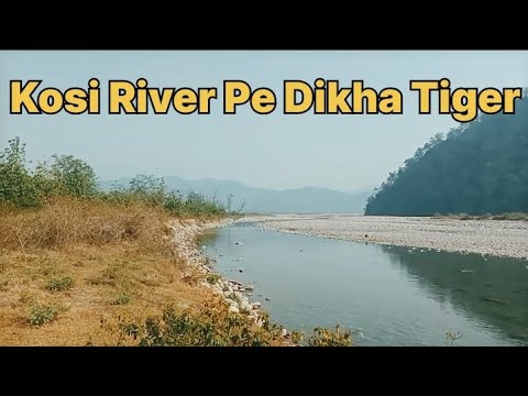 kosi River Pe Dikha Tiger - YouTube