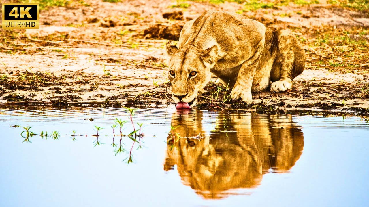 Animal World : [4K UHD] Beautiful Wildlife Animals - YouTube