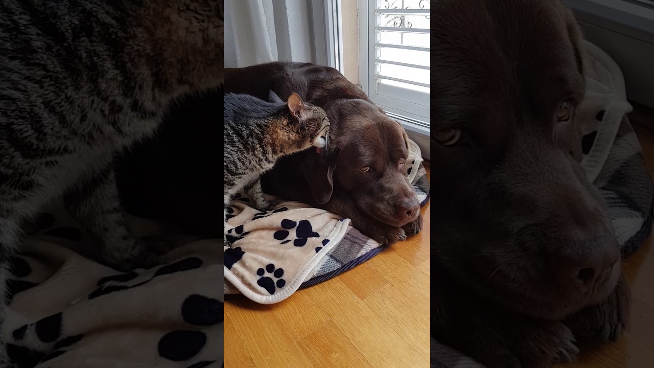 Chocolate labrador and cat - YouTube