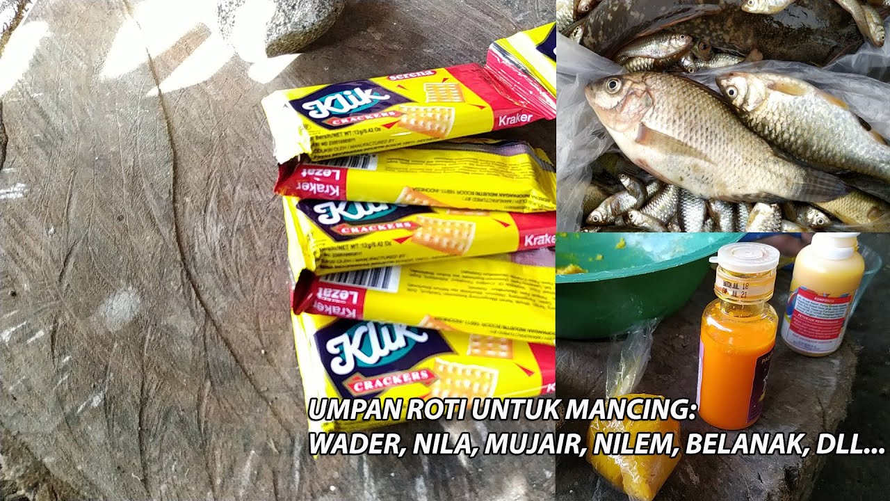 Pembuatan Umpan Roti..!Roti Klikk jos.... (Contoh Teks Prosedur) - YouTube
