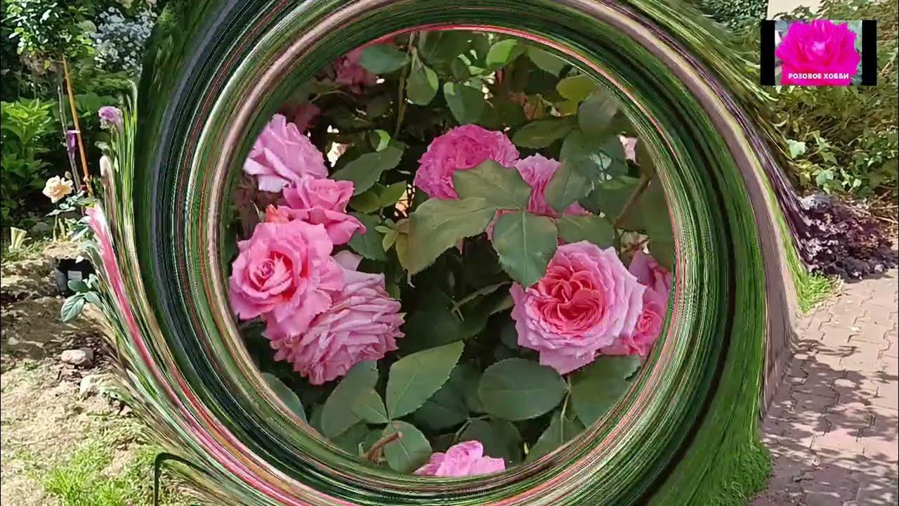 РОЗА ИНСТИТУТ ЛЮМЬЕР. Обзор начинающим - YouTube