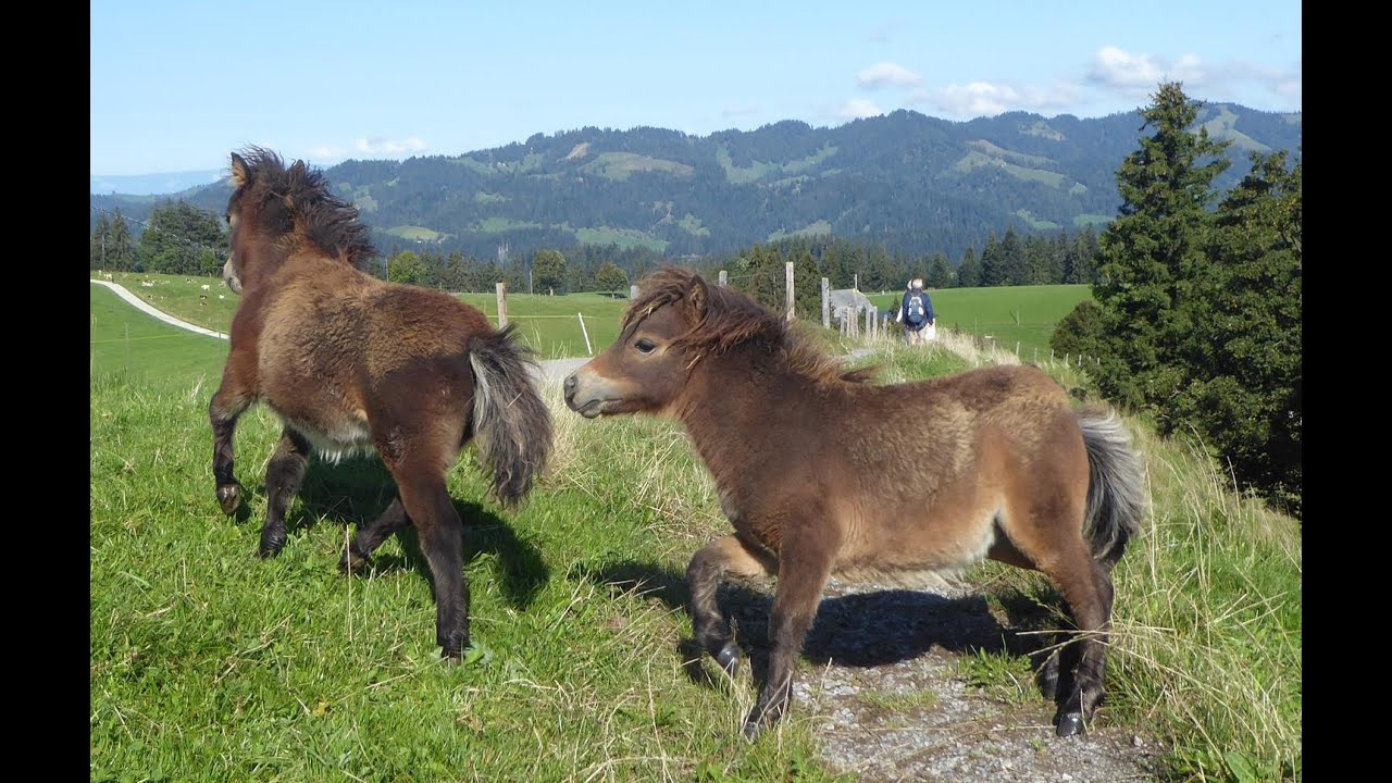 Escholzmatt - Bockshorn - Trubschachen (LU/BE) / 24.09.23 - YouTube