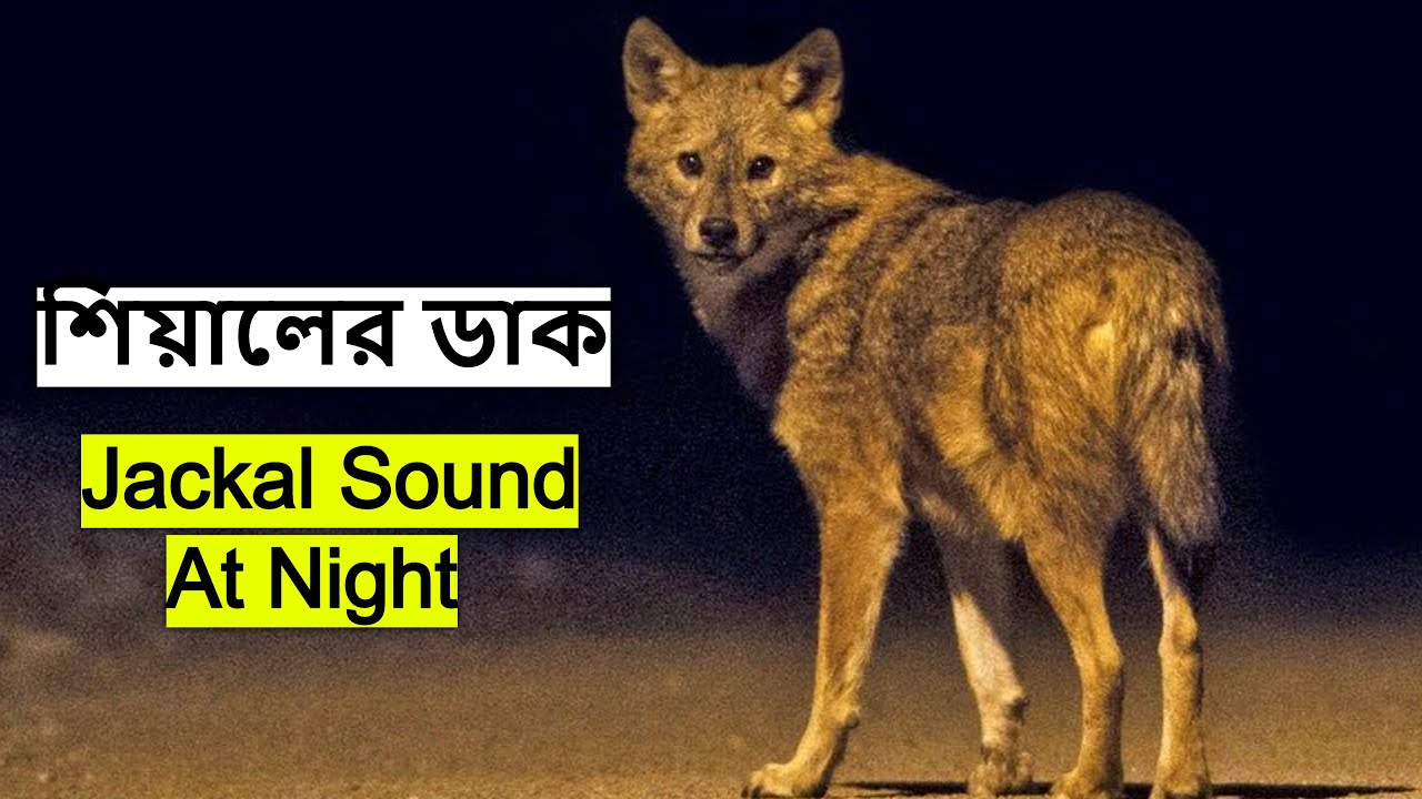 Jackal Sound at Night | শিয়ালের ডাক | Siyar ki Awaz | Siyal Dak ...