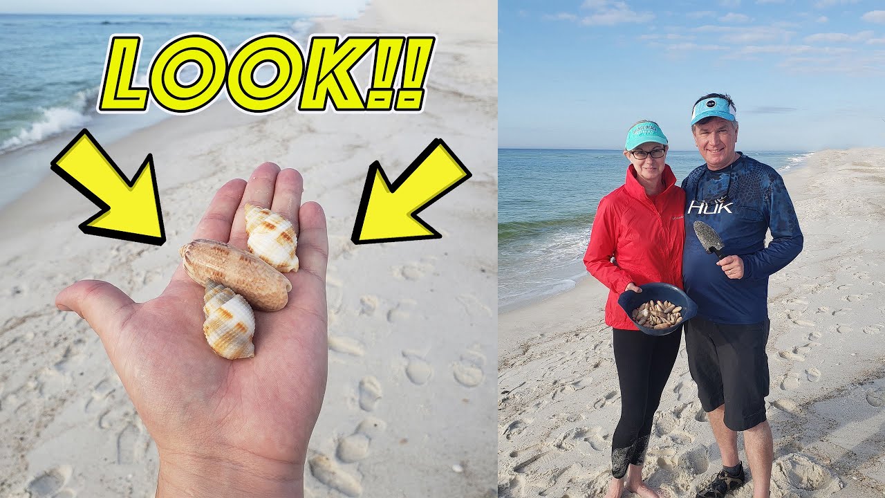 They Found So Many Olive Shells! / Couple From Illnois Go Seashell Hunting - YouTube