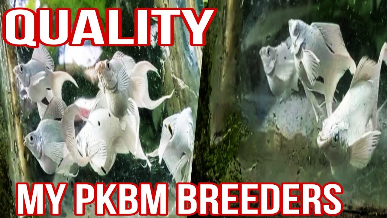 my PKBM BREEDERS/BREEDING MATERIALS/BREEDING FULL MASK PKBM /BLACK EYES ...