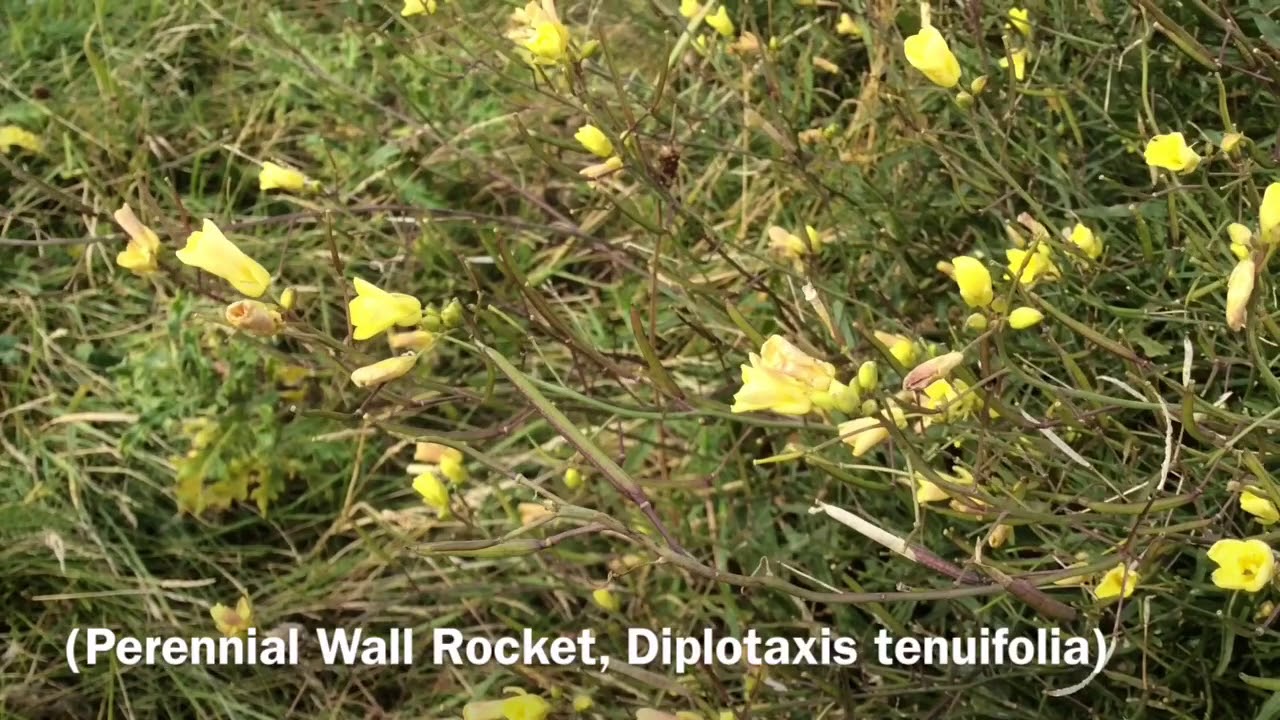 Headland #1 - YouTube