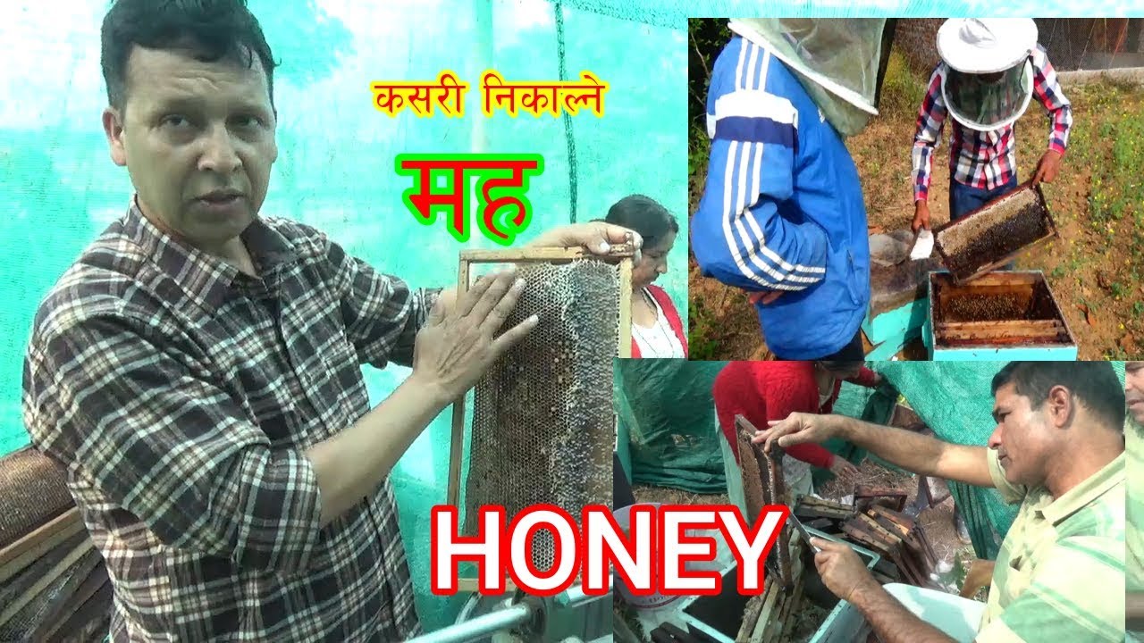 Natural Honey / एपिस मेलिफेरा मौरीको कसरि निकालिन्छ मह / apis melifera ...