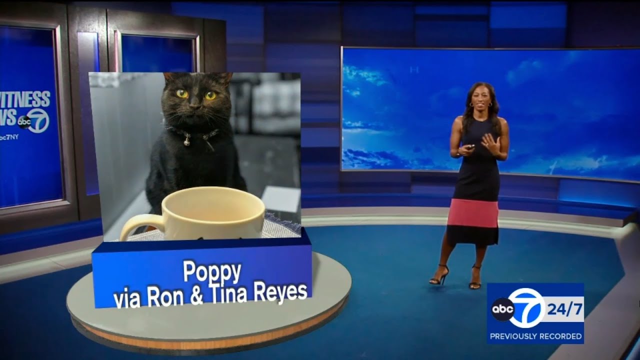 Brittany Bell for ABC7 Eyewitness News Super Cat Saturday & Weather ...