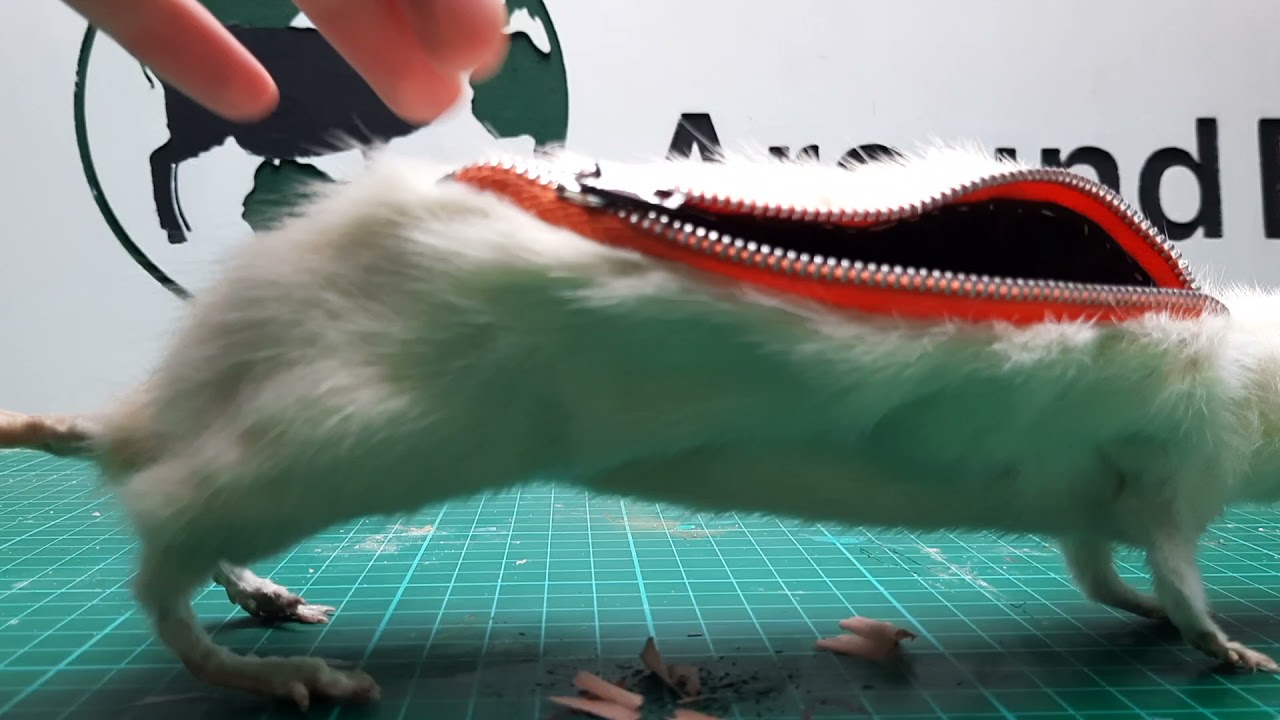 Rat Pencilcase - YouTube