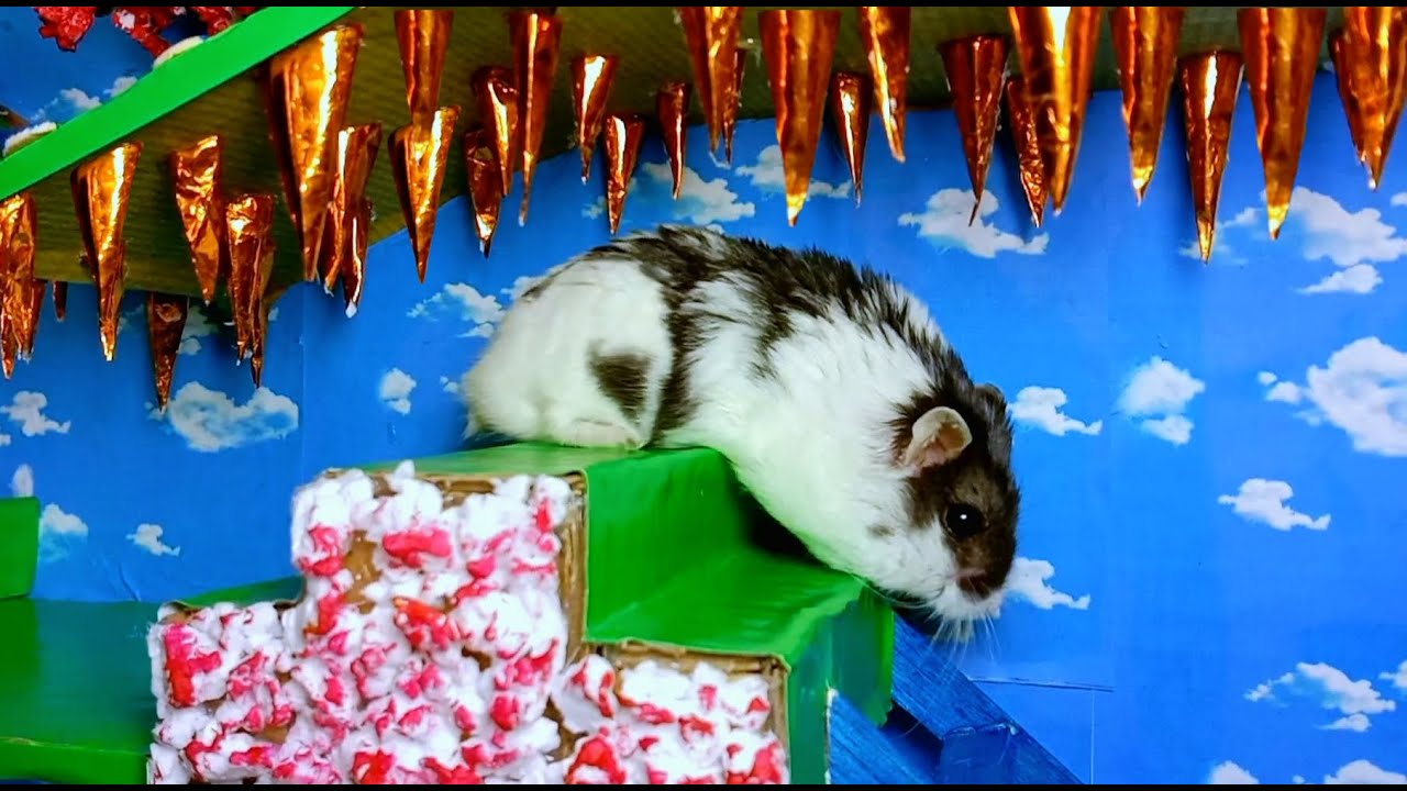 🐹Hamster Escapes the Amazing maze ! [OBSTACLE COURSE] - YouTube
