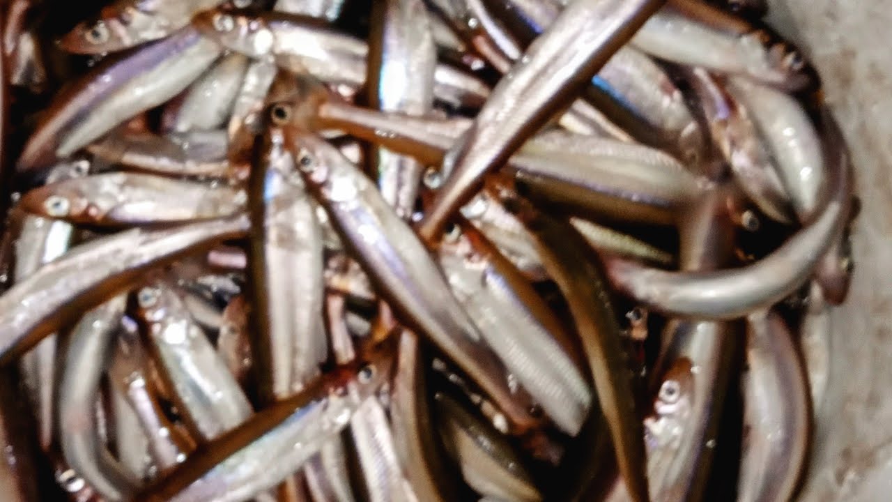 SMELT DIPPING ST CLAIR RIVER😲🔥 #delicious #smelt #fishing #michigan # ...