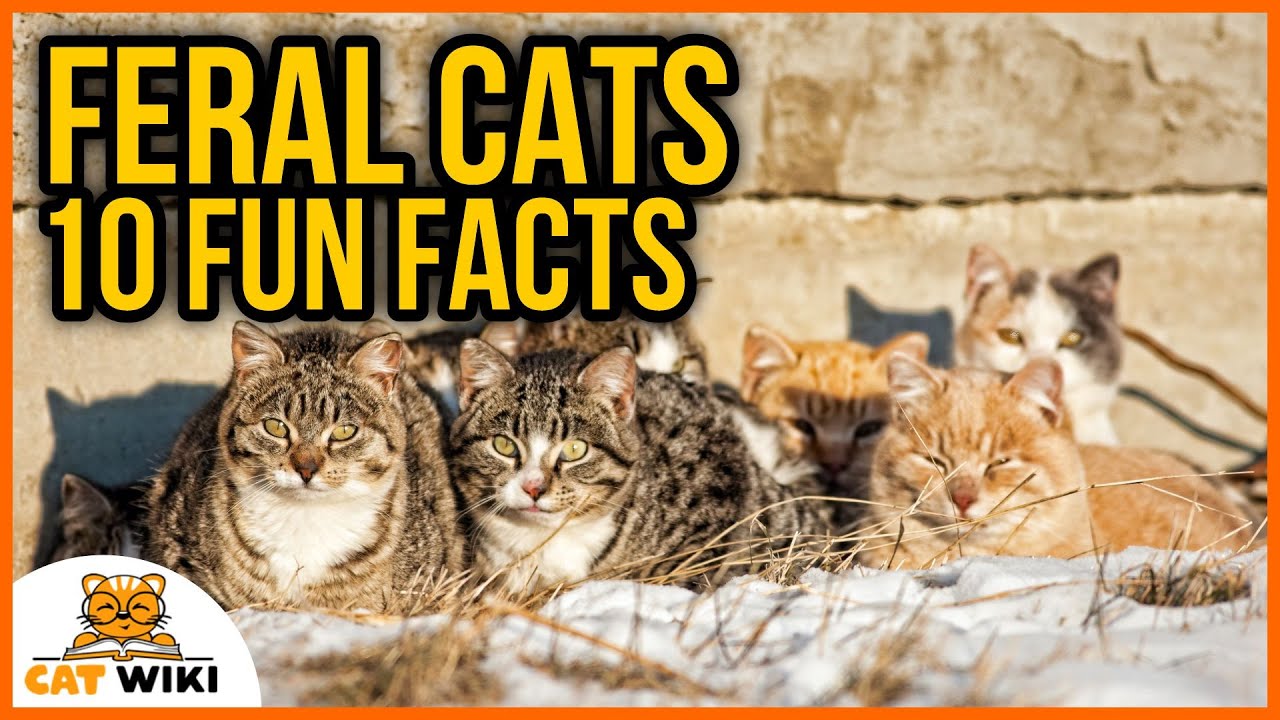 10 Amazing Feral Cat Facts - YouTube