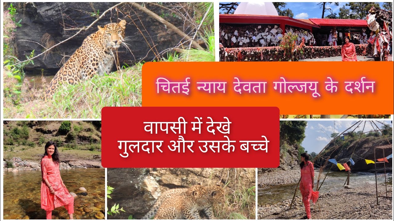 आगे नदी पीछे गुलदार🐆Leopard & cubs||Guldar valley|| Chitayi Golju dev # ...