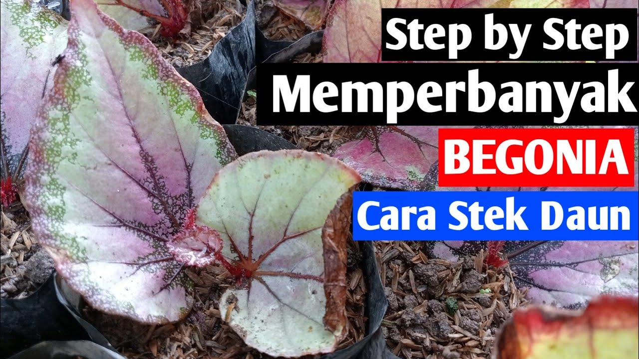 Step by Step Cara Mudah Stek Daun BEGONIA. Memperbanyak Begonia ...