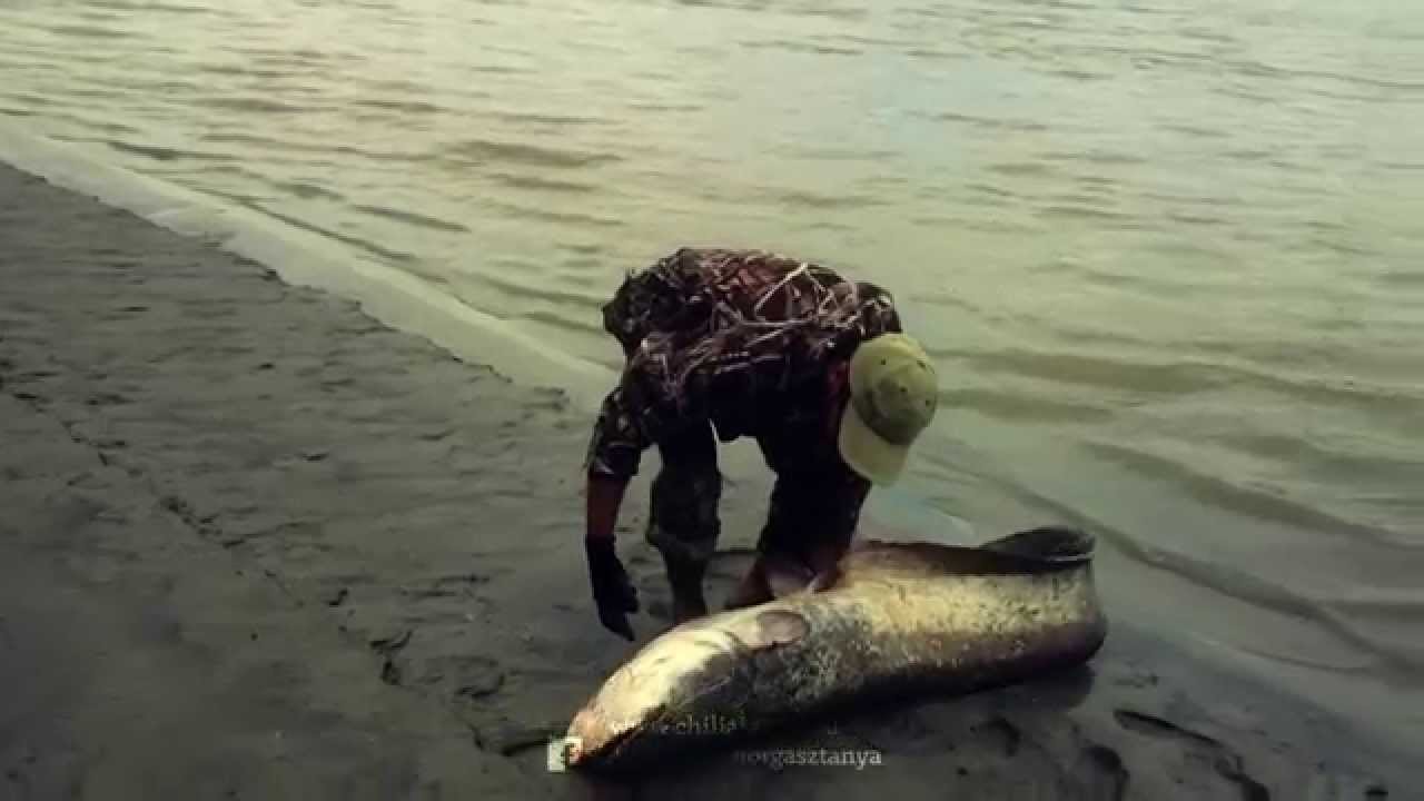Danube Delta catfish - Duna Delta Harcsa - Wallerfischen Donaudelta ...