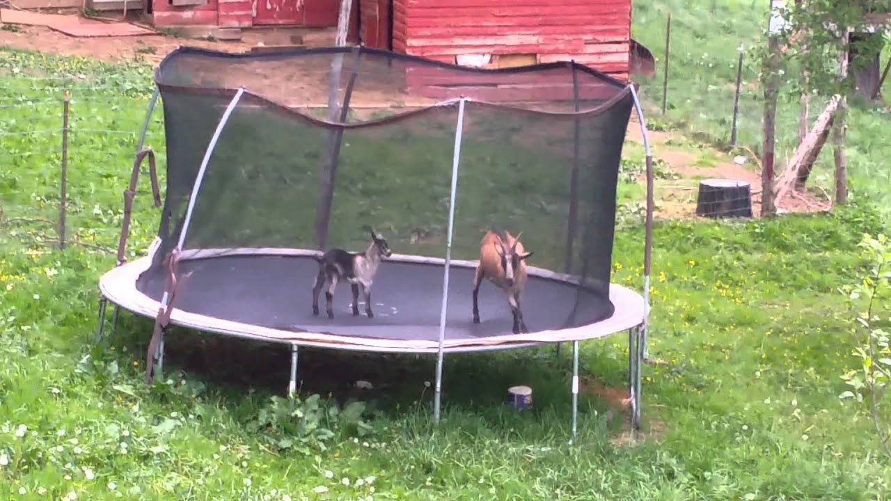 Goats on a trampoline. - YouTube
