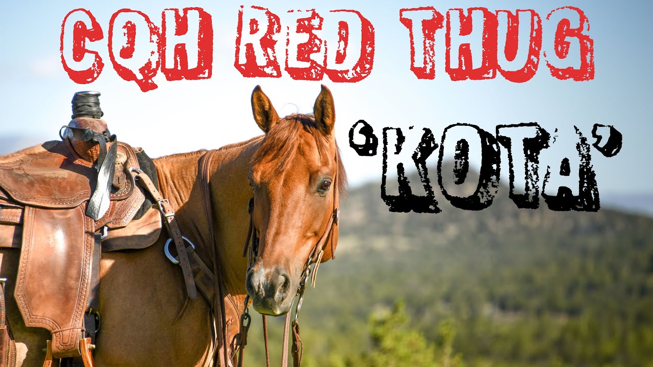 (SOLD) CQH RED THUG 2015 AQHA Gelding - Breakaway & Heel Horse - - YouTube