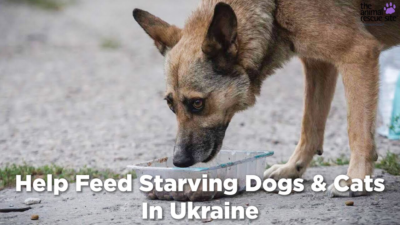 Hungry Dogs & Cats in Ukraine Need Your Help - YouTube