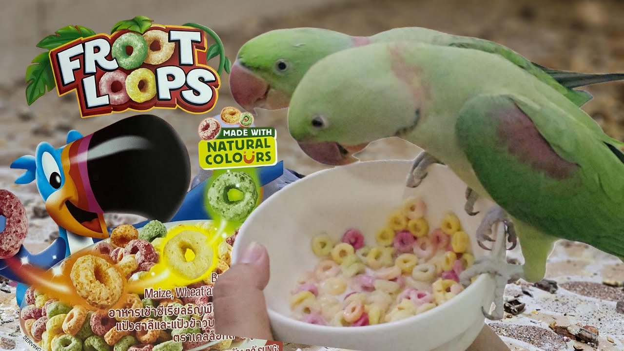Froot Loops is yammy taste for my parrots | My parrot try my baby snack ...