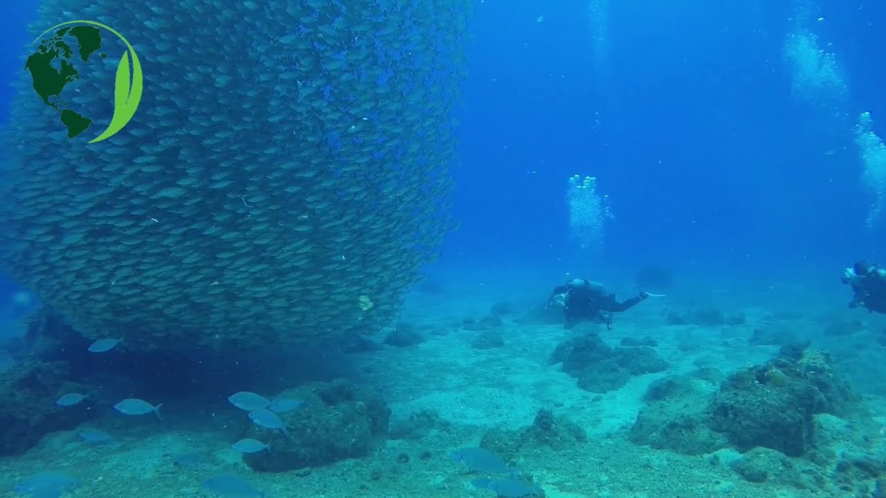 Ocean bottom fish professionally photographed , Relaxing Ocean Fish ...