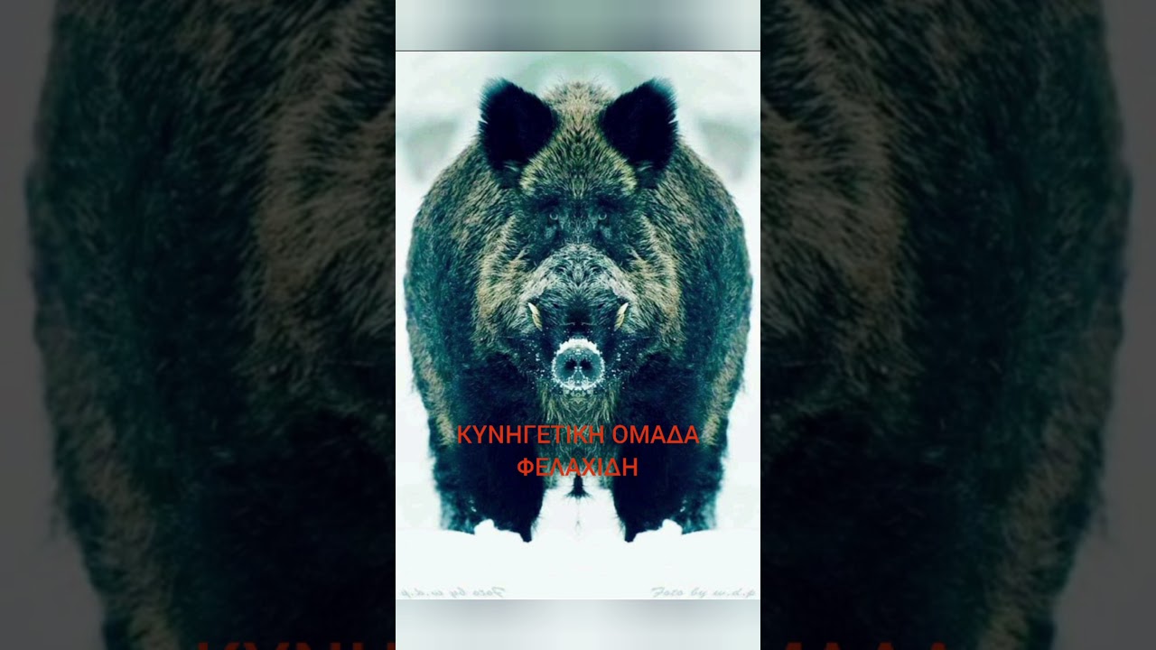 ΚΥΝΗΓΙ ΑΓΡΙΟΓΟΥΡΟΥΝΟΥ Ο ΚΑΠΡΟΣ ΤΗΣ ΚΑΒΑΚΑΣ - YouTube