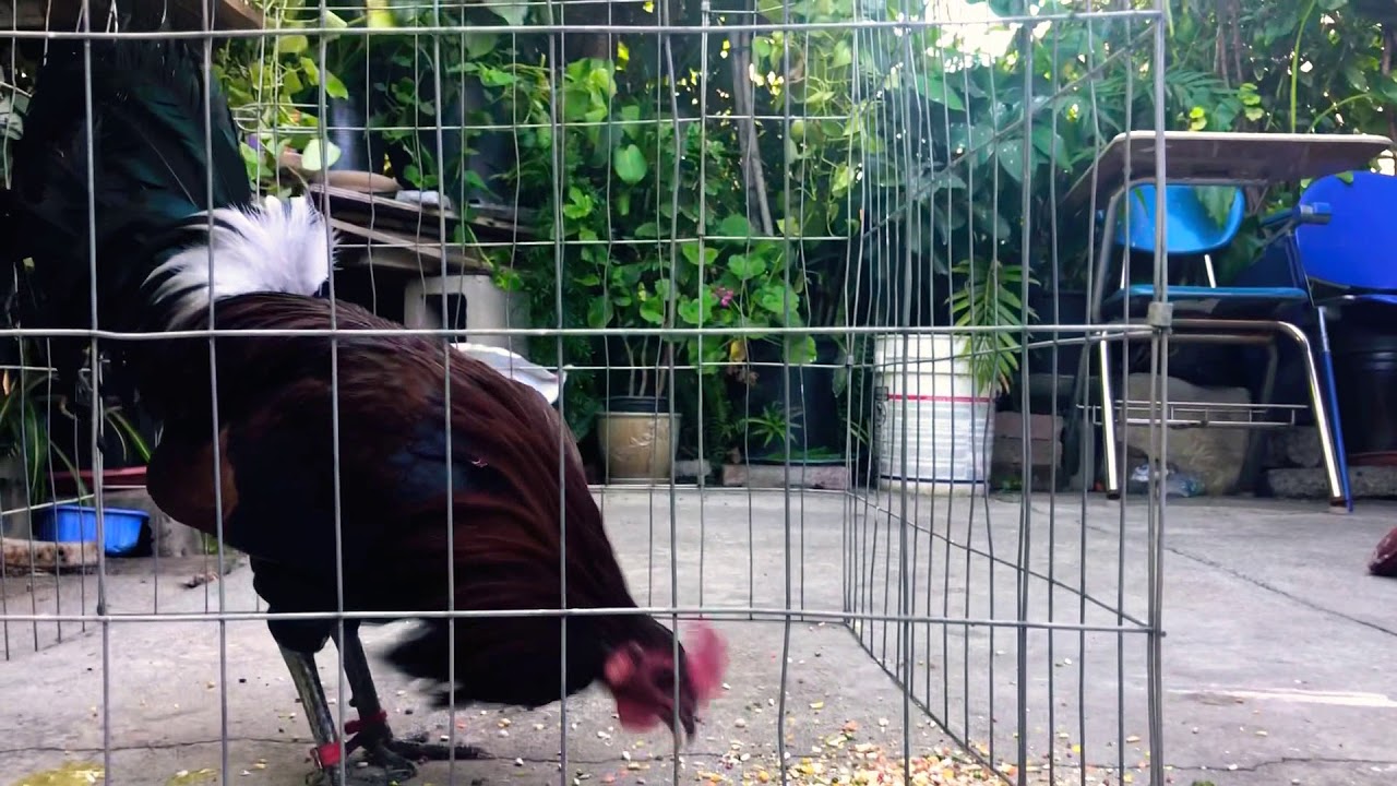 Dave rat hatch village leiper - YouTube