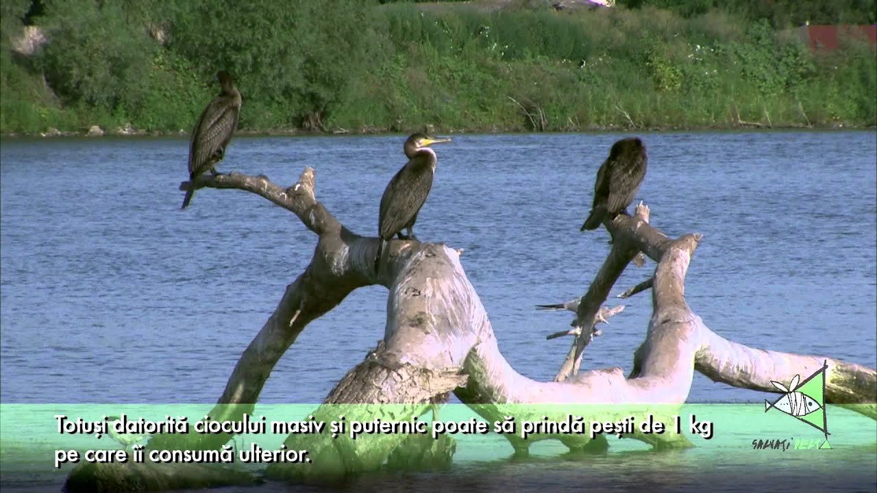CORMORANUL MARE - YouTube