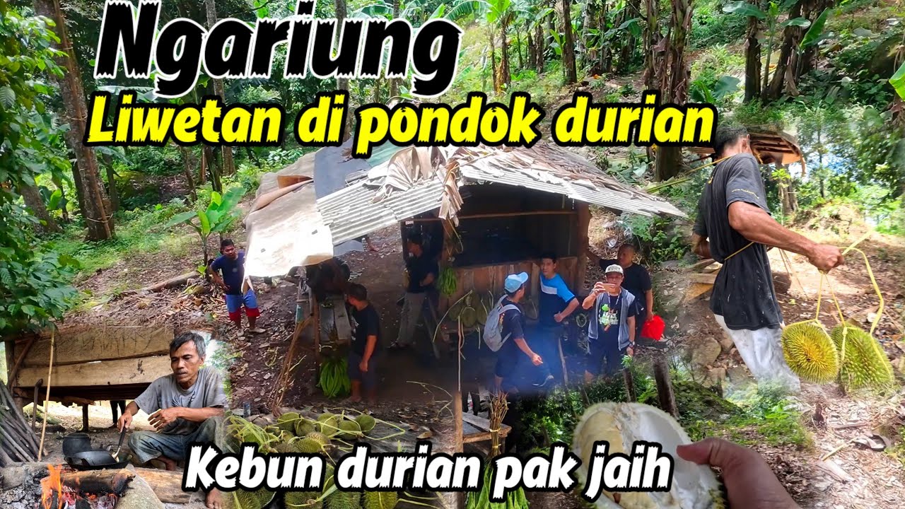 PETUALANGAN DI KEBUN DURIAN PAK JAIH GUNUNG MUNARA RUMPIN durian & pete ...