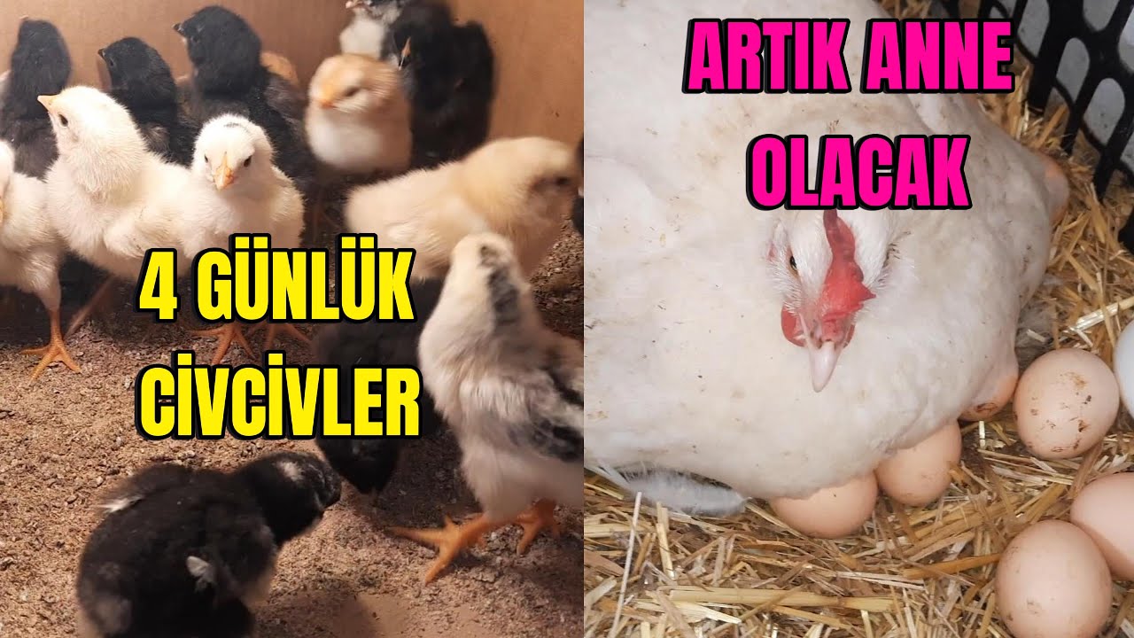Tavuk ve Civciv Bakımı 🐔 | 1 Kova Yumurta Topladım 🥚 | Civcivler 4 ...