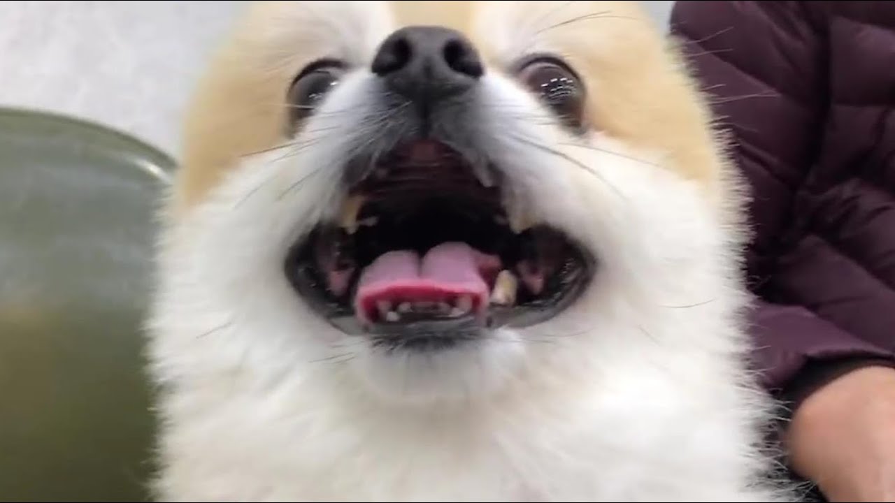 시바견 엄살? 의외의 강심장 포메라니안의 동물병원 방문기 /(You're braver than the fierce Shiba ...