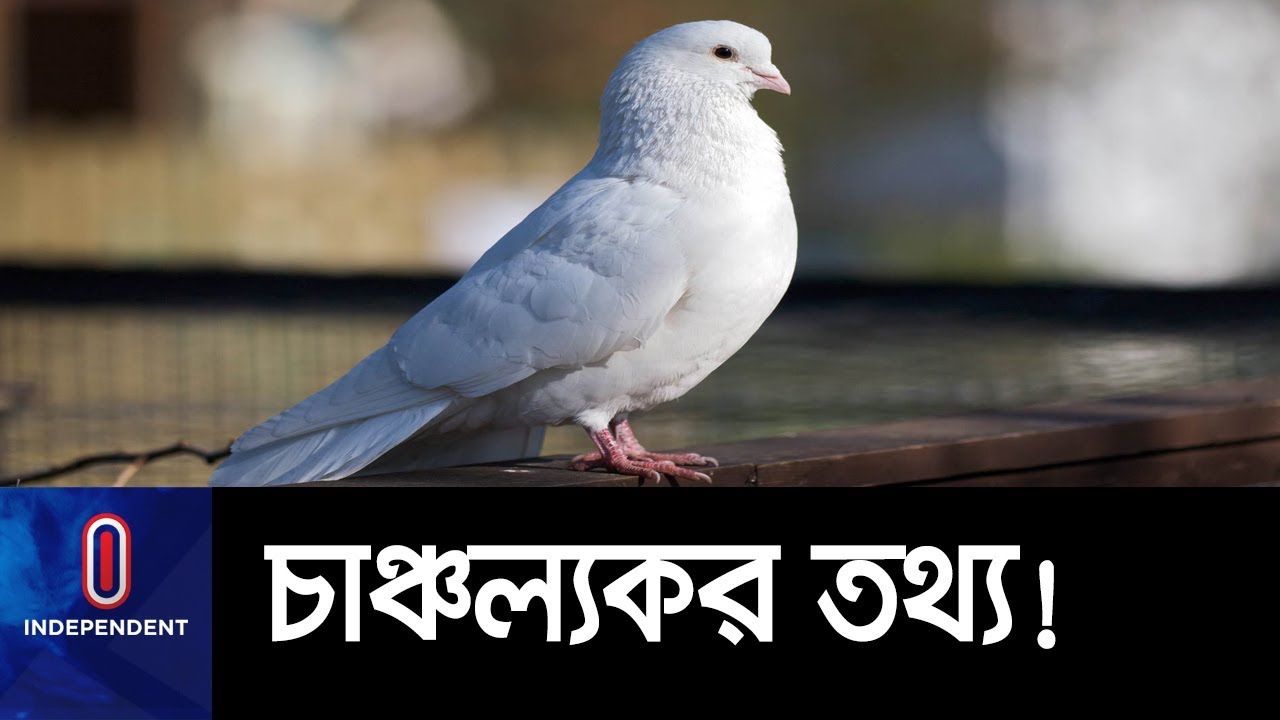 কবুতর যখন মার্কিন চর! II CIA Pigeon Missions - YouTube
