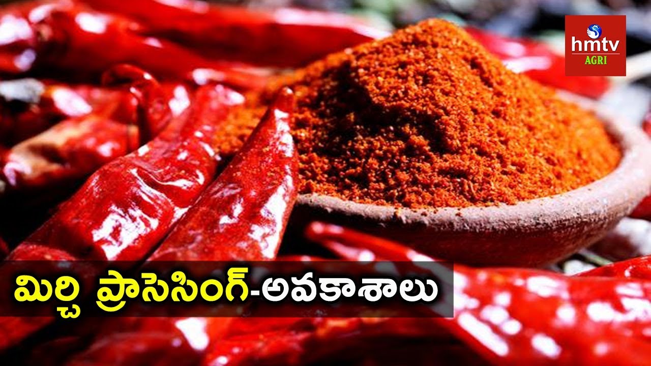 Mirchi Processing | Chili Powder Processing Detailed Guide | hmtv Agri ...