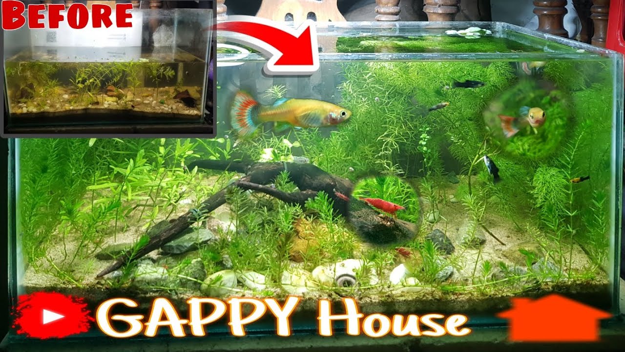 New tank setup for Gappy or shrimp||#aquariumfishfish #aquatechfeni ...