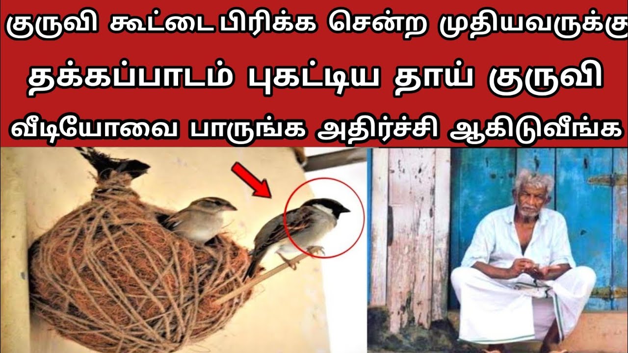 குருவி கூட்டை பிரிக்க சென்ற முதியவருக்கு தக்கப்பாடம் புகட்டிய தாய் ...