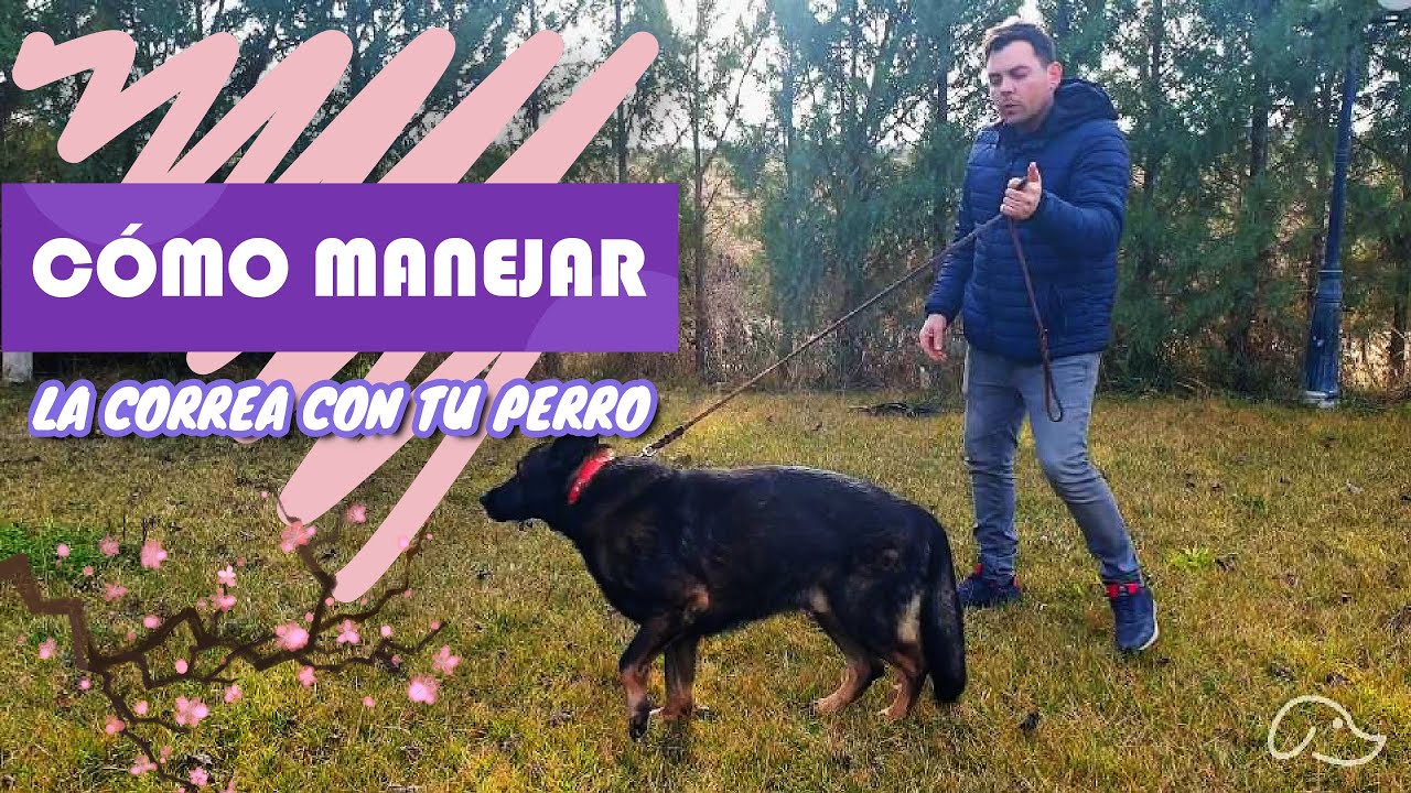 Como Entrenar Con Correa A Un Perro