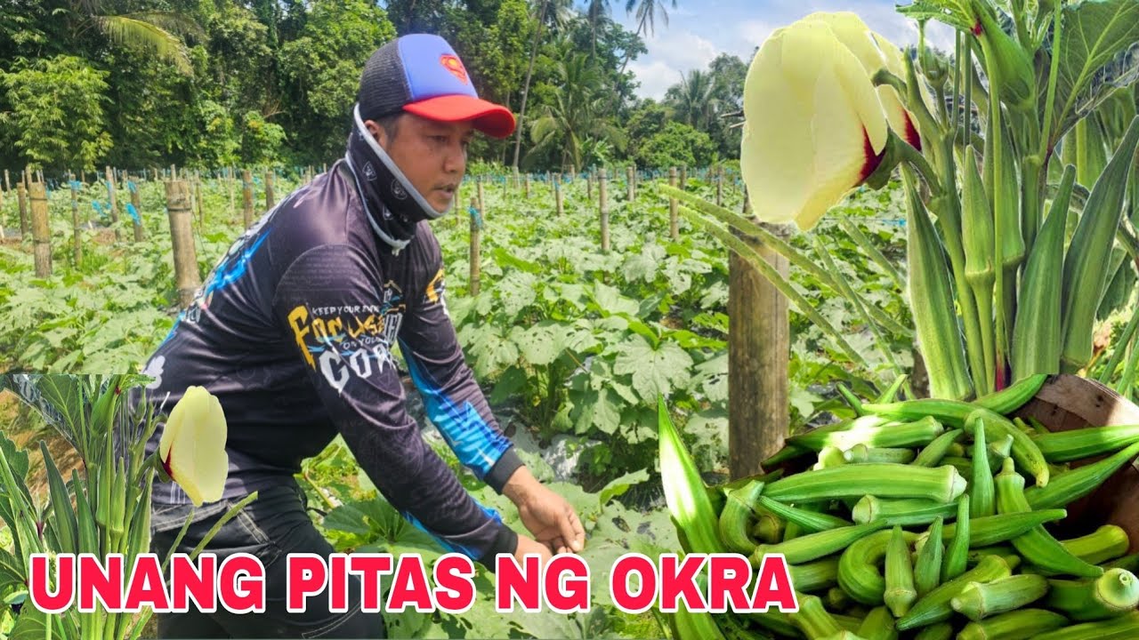 Unang Pitas ng Okra mga gulay sa bukid nagsisimula ng mamunga... - YouTube